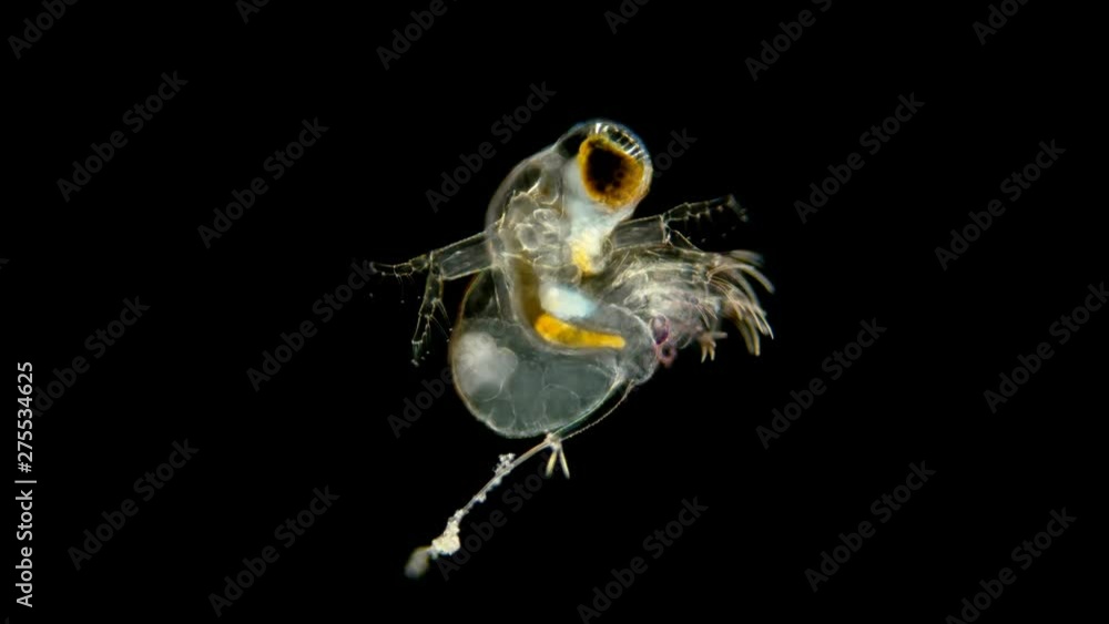 zooplankton under a microscope, the predatory water flea Polyphemus ...