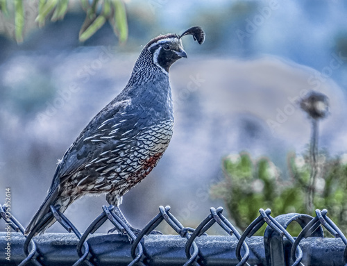 California State Bird