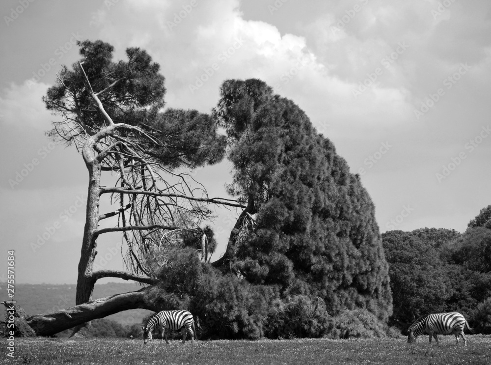 Zebra in the natural reserve of Brijuni (also known as Brioni) National ...
