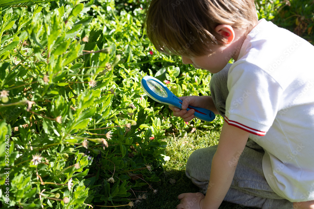 little boy looking for bugs using a magnifying glass in the garden ...
