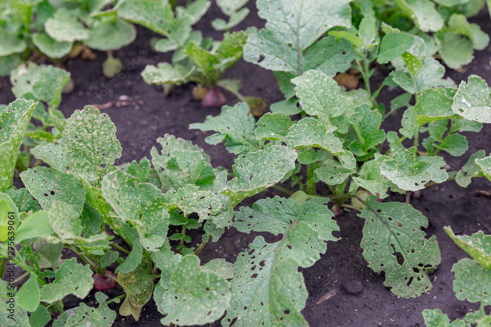 Radish leaves damaged by pests. Holes in the leaves of vegetables, made ...