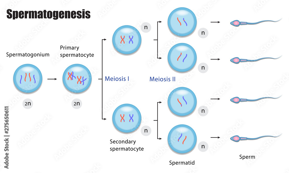 The different stages of Spermatogenesis diagram, During gametogenesis Stock Vector | Adobe Stock