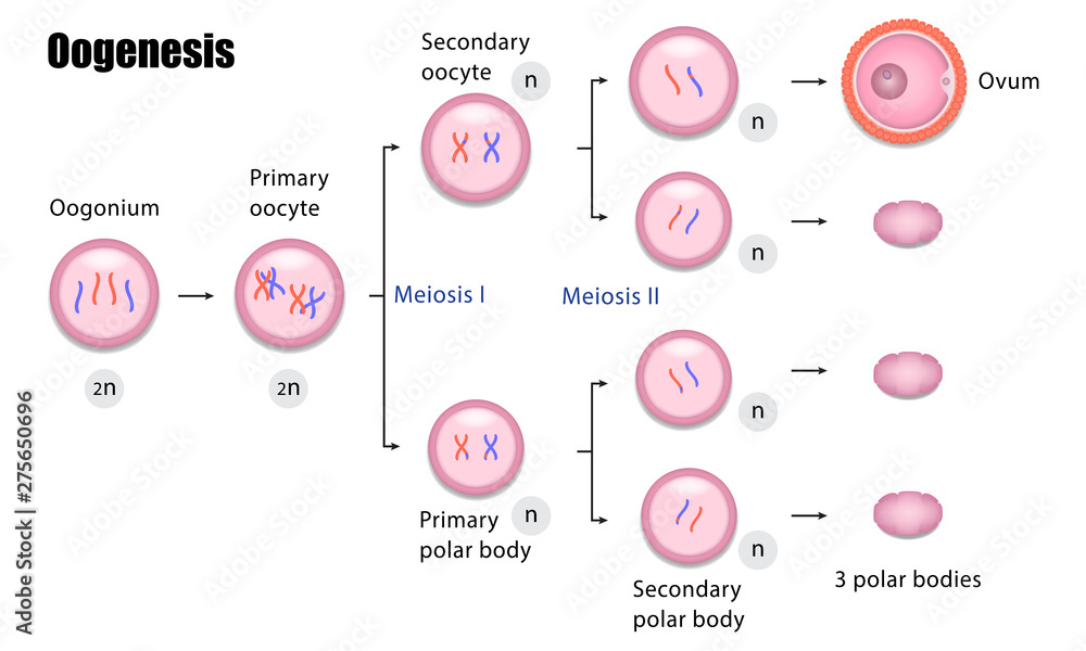 The different stages of Oogenesis diagram – Poszter vagy Falikép | Europosters