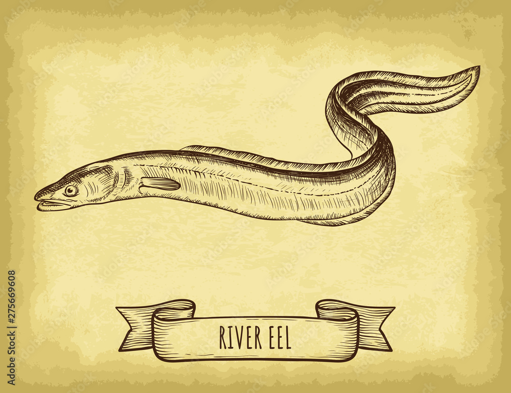 Hand drawn river eel fish isolated. Old craft paper texture background ...