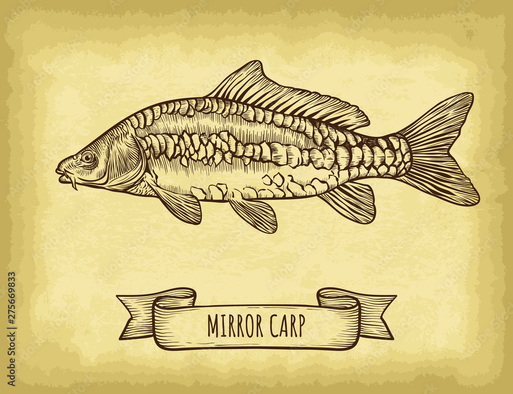 Vecteur Stock Hand drawn mirror carp isolated. Old craft paper texture ...