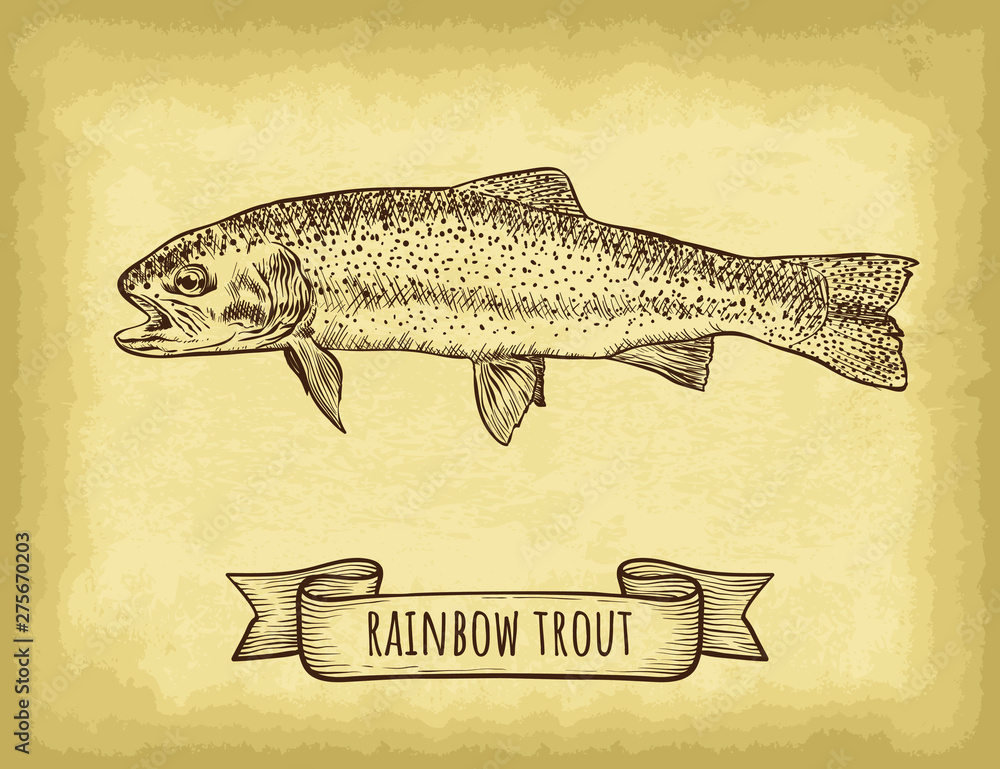 Trout Fish Template