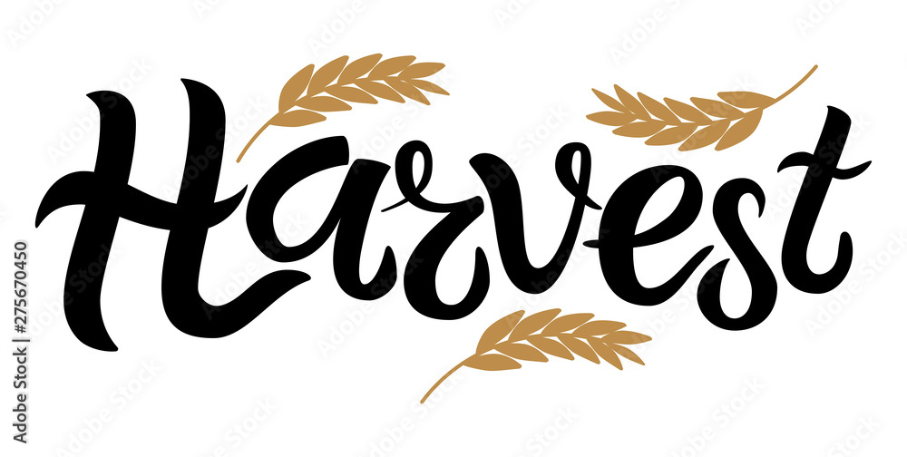 Vector illustration of Harvest text decorated with ears of wheat. Hand ...