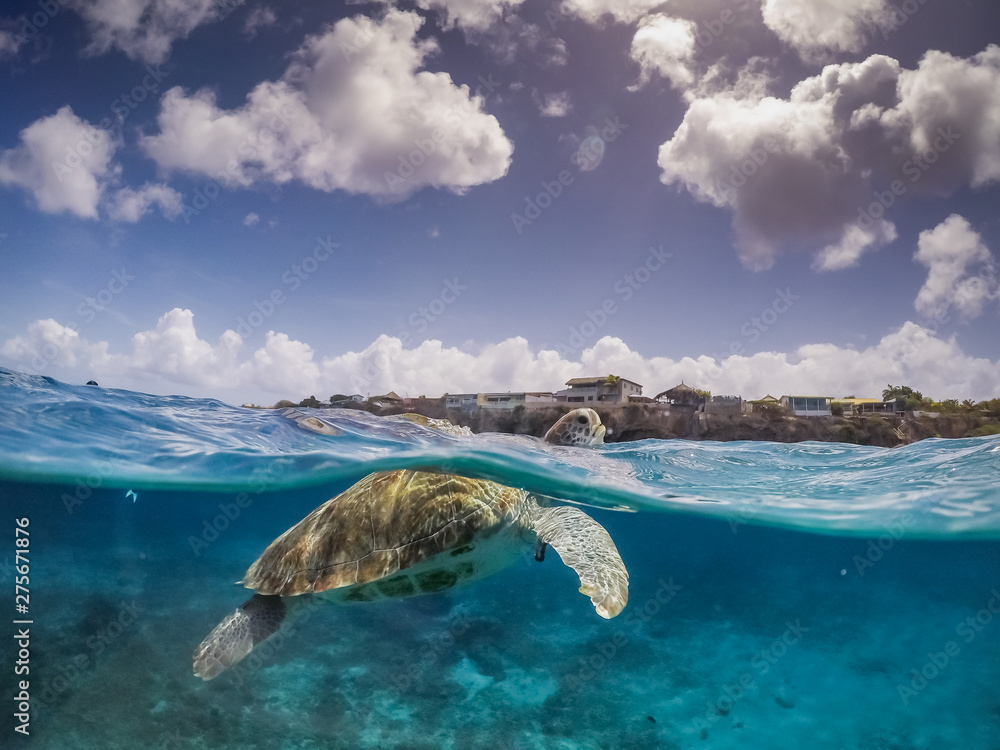 Swimming with Turtles Views around the small Caribbean Island of ...