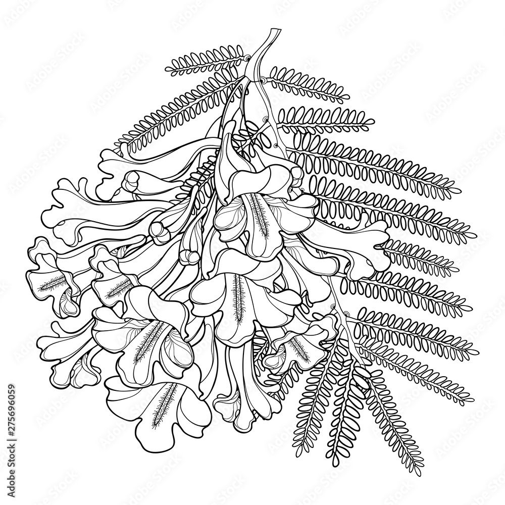 Jacaranda Tattoos 50 Tree Tattoo designs for Men and Women