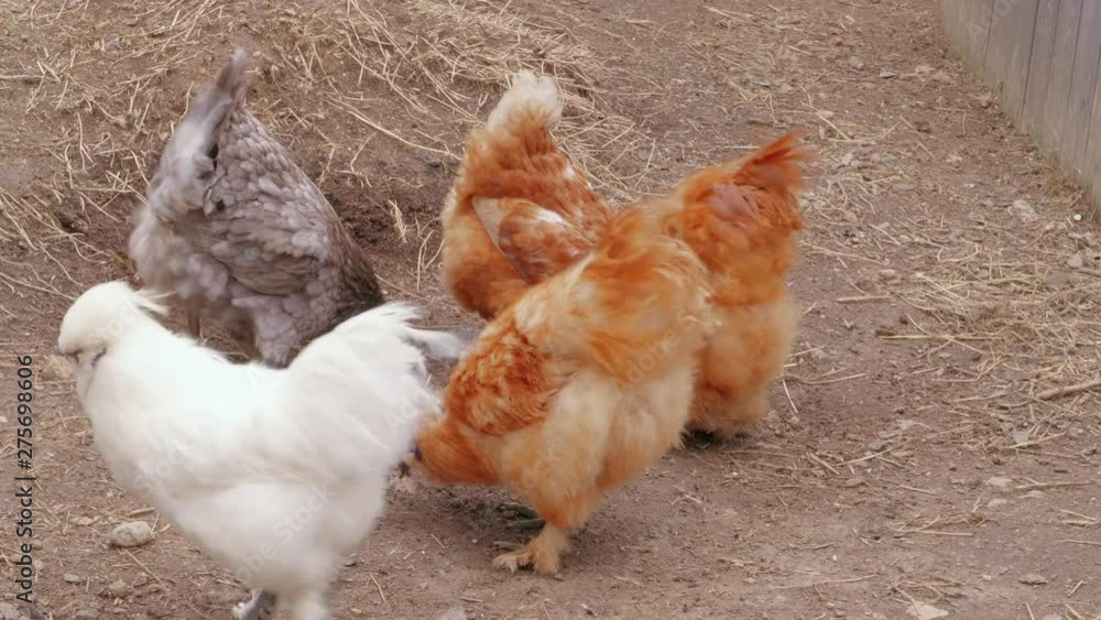 Fluffy Silkie chickens pecking thumbs in free range at farm. Little ...