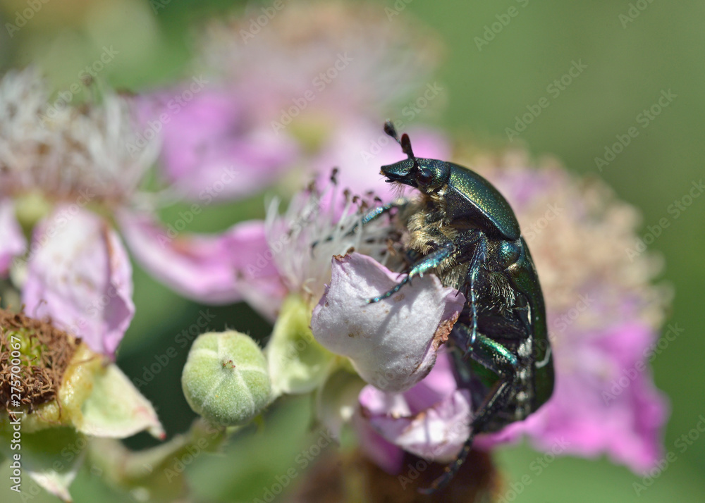 Cetoniini is a tribe of fruit and flower chafers in the family of ...