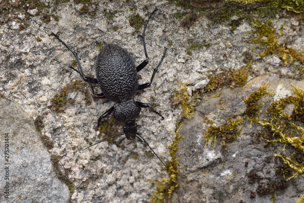 Carabus gigas is a species of beetles belonging to the Carabidae family ...