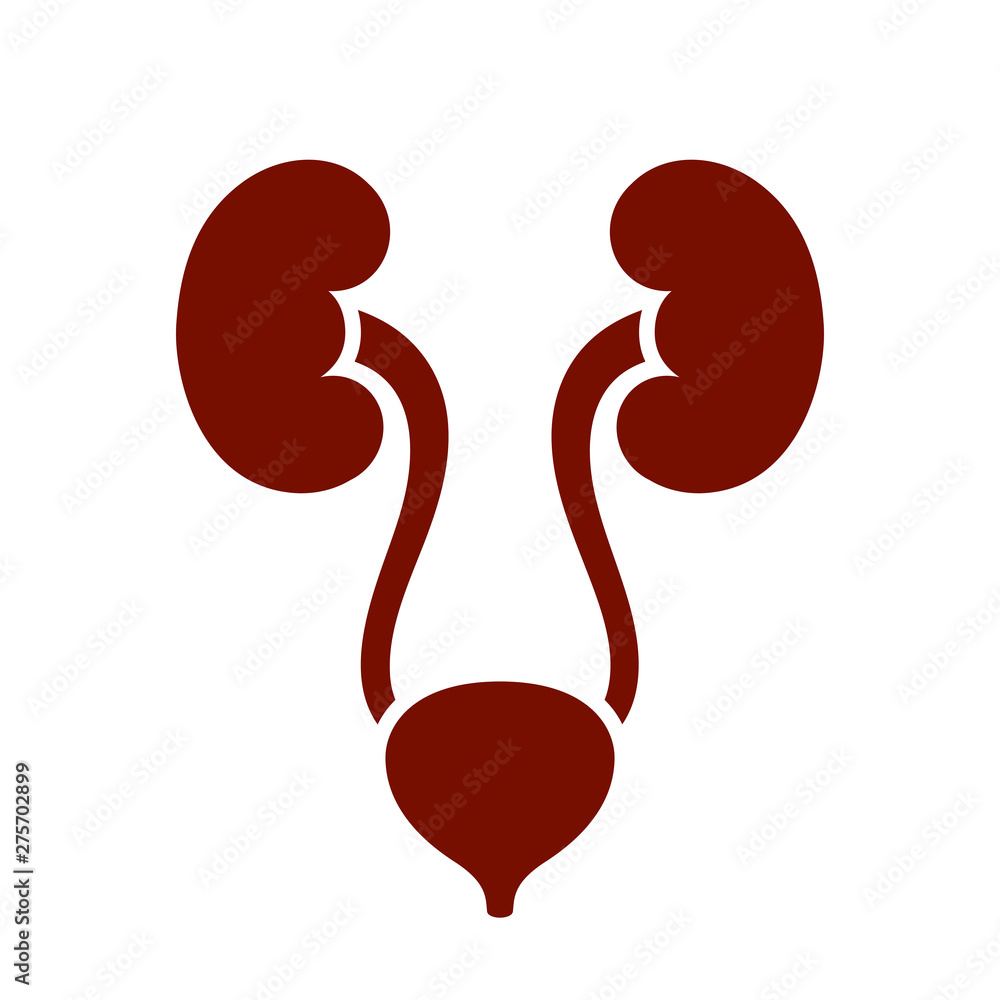 Human renal system icon Stock Vector | Adobe Stock