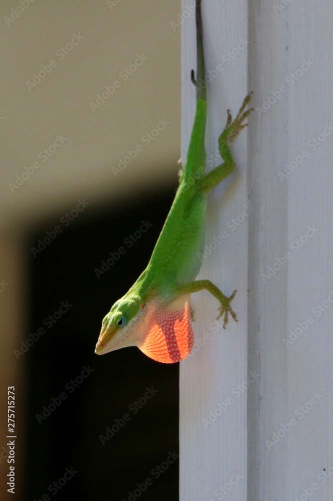 Green anole lizard showing his red dewlap Stock Photo | Adobe Stock