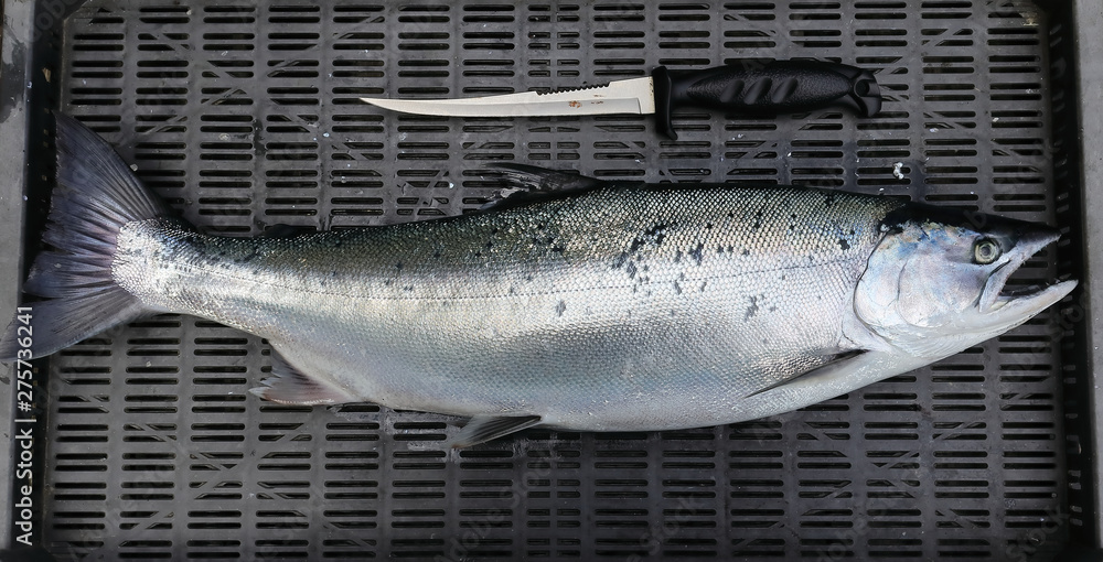 Masu Salmon