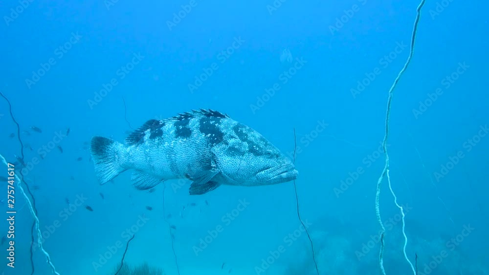 Large giant grouper hovers near whip corals on a deep dive site then ...