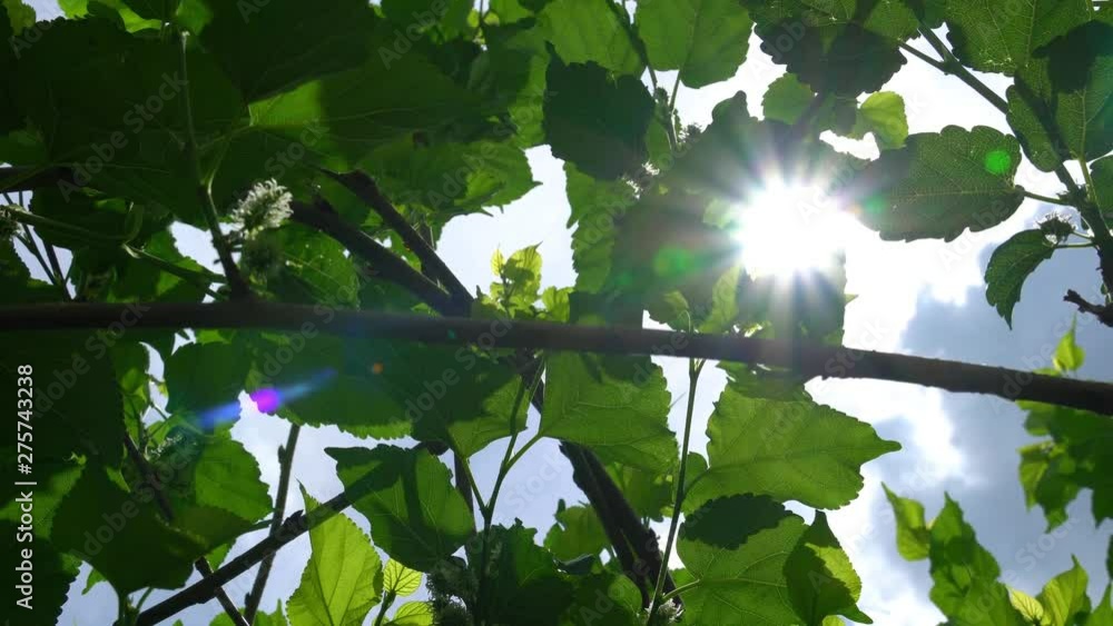 The green leafy branches of the mulberry trees under the sky with the ...