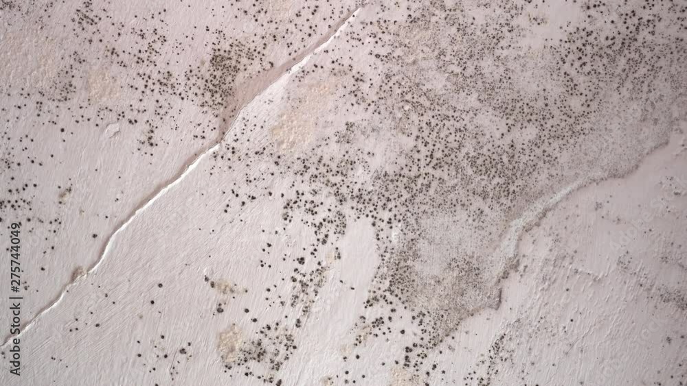 Mould is a kind of fungus that develops from airborne spores. It ...