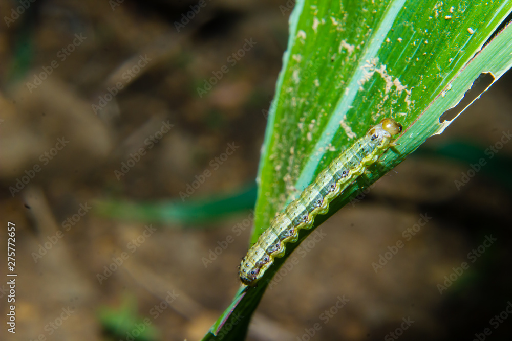 fall armyworm Spodoptera frugiperda on corn leaf. Corn leaves damage by ...