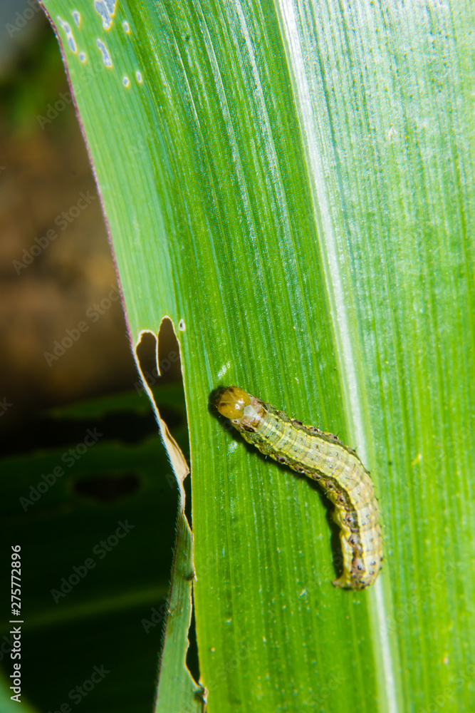 Foto de fall armyworm Spodoptera frugiperda on corn leaf. Corn leaves ...