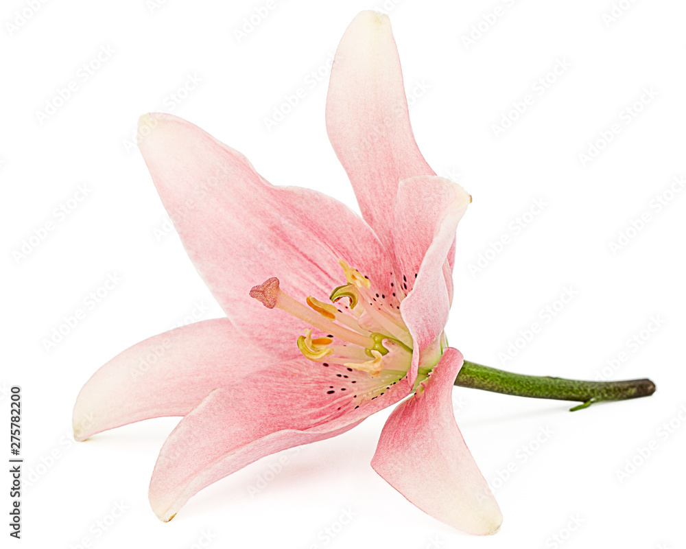 Flower of light pink lily, isolated on white background Stock Photo ...