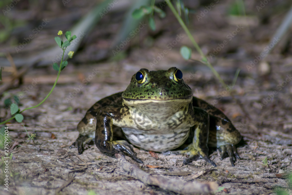 Ameramerican, american bullfrog, amphibia, amphibian, big, bullfrog ...