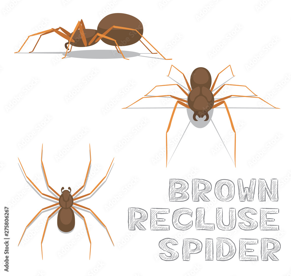 Spider Brown Recluse Spider Cartoon Vector Illustration Stock Vector ...