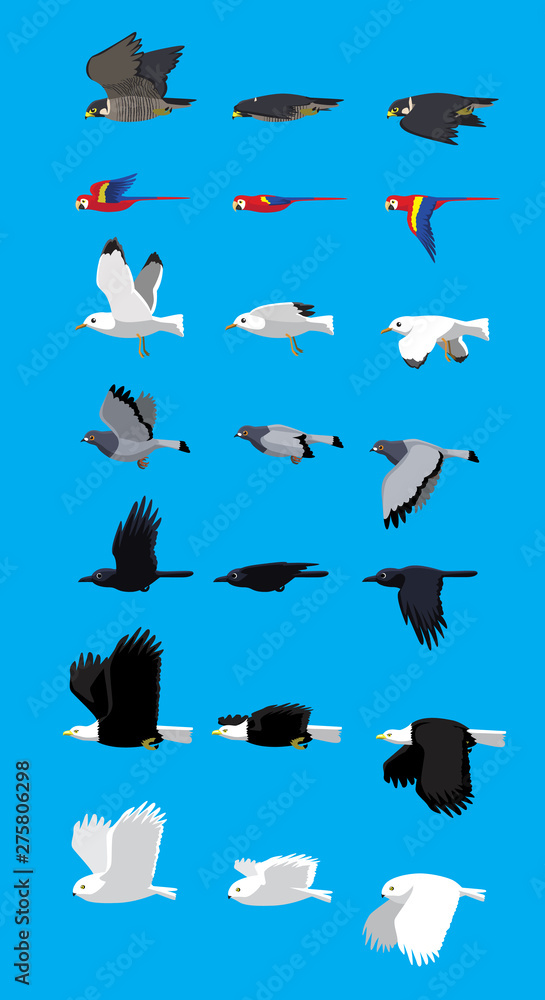 Various Bird Flying Sequence Cute Cartoon Vector Illustration Stock ...