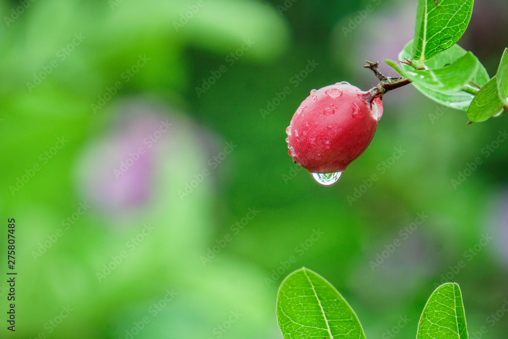Carissa carandas, Carunda, Koromcha tree, Karonda seeds, tropical ...