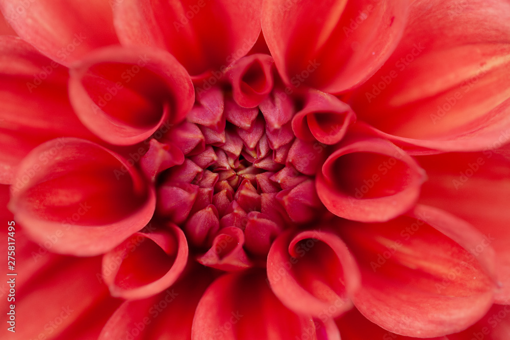 red flower Stock Photo | Adobe Stock