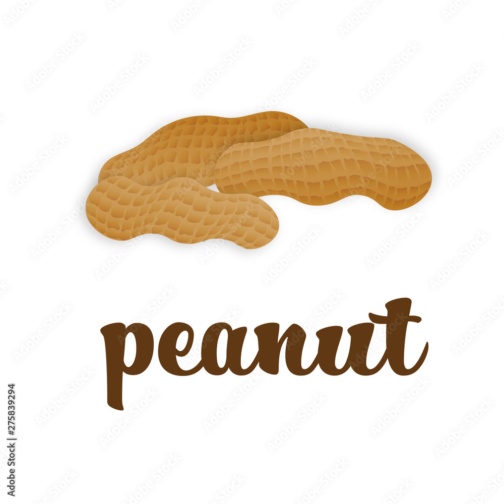 Vector peanuts in realistic style on white background for template ...