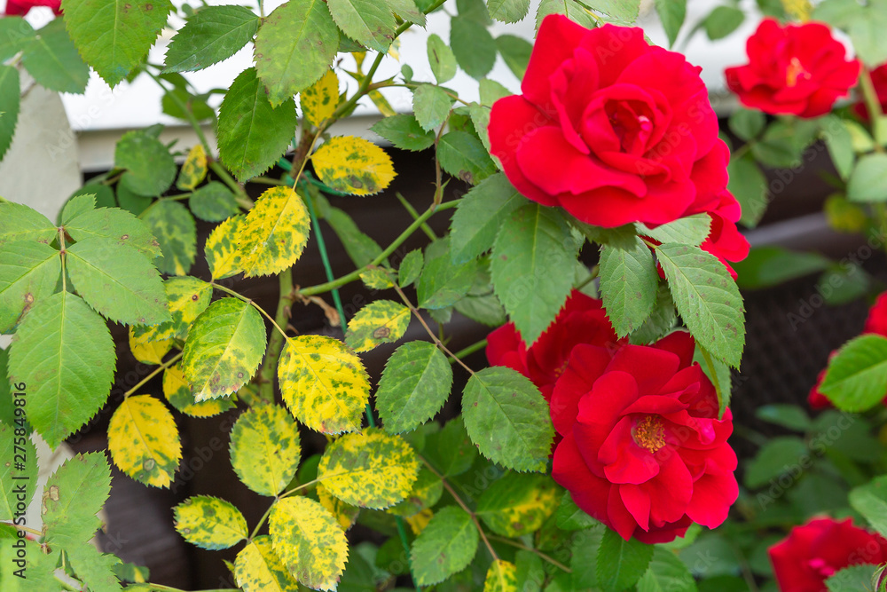Yellowed, diseased leaves on red roses.Black Spot Fungus.Concept of ...