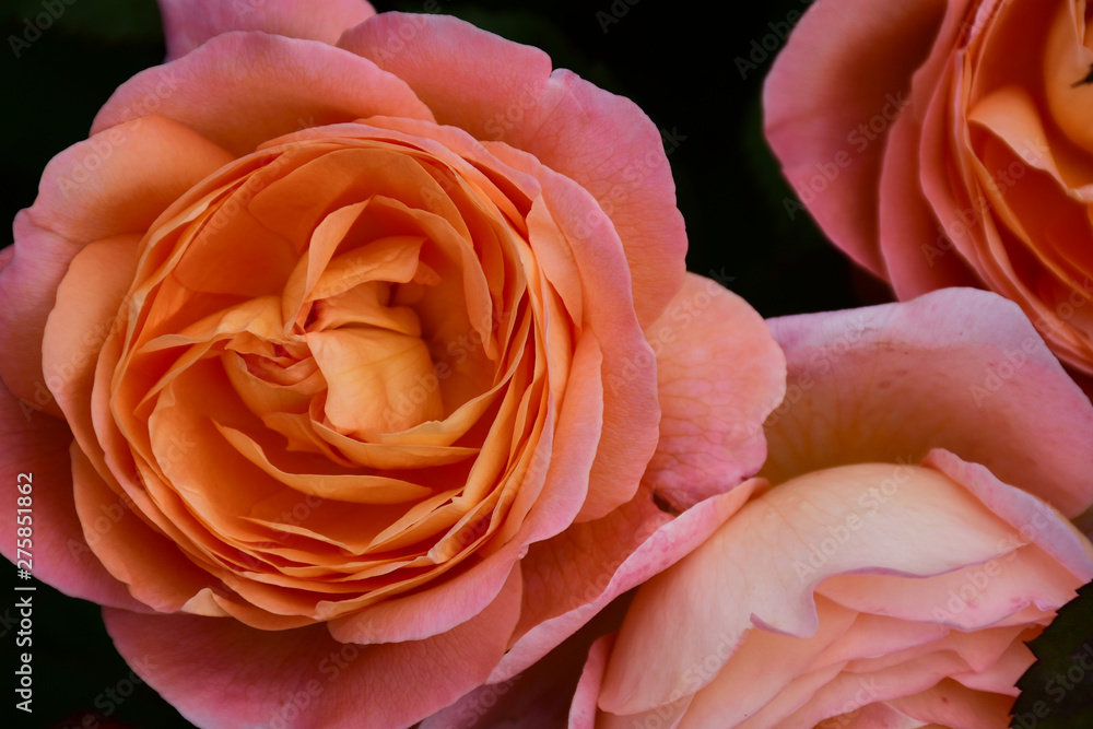 Lady Emma Hamilton Rose