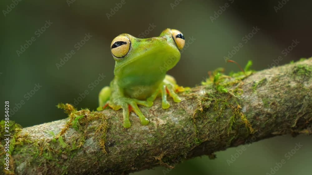 Canal zone tree frog in its natural habitat in the Caribbean lowlands ...