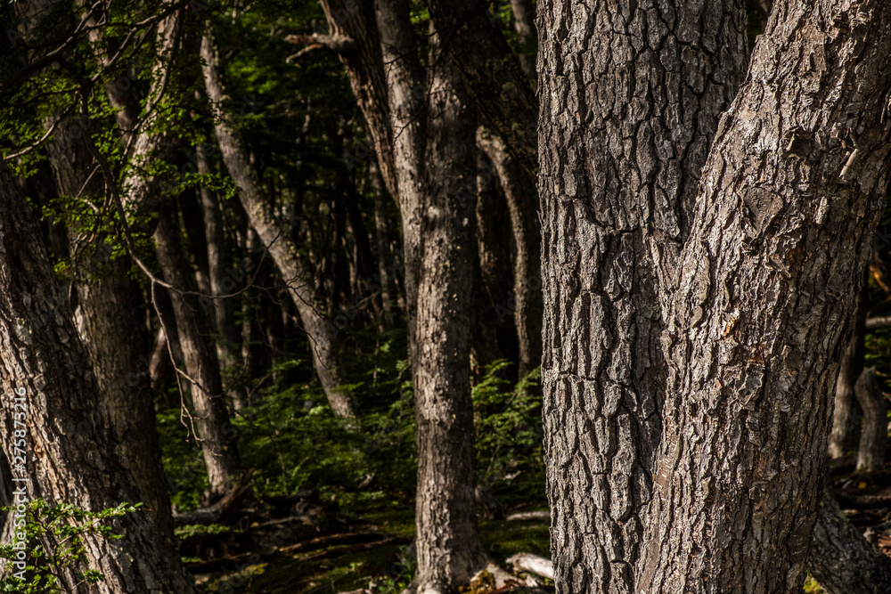 Native forest of wild Lenga. Trunk of the tree in the foreground ...