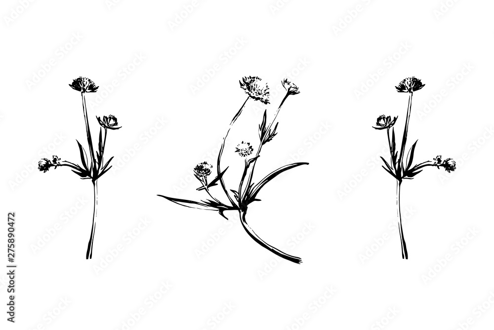 Set of hand drawn weed flowers. Plant painting by ink. Sketch botanical ...