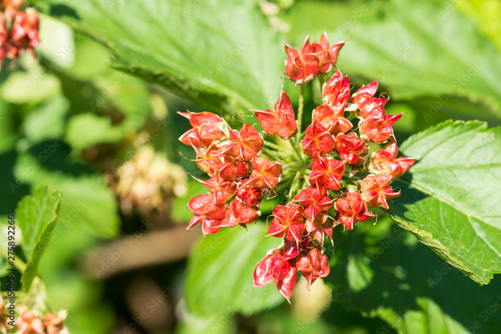 Red Physocarpus opulifolius, also known as common ninebark, Eastern ...