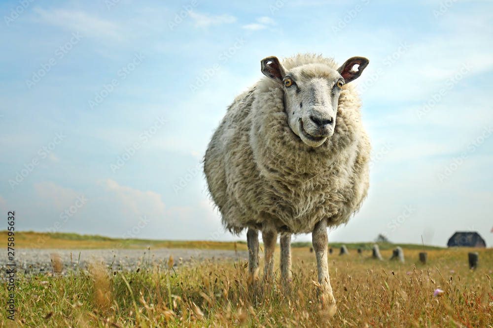 lachendes Schaf an der Nordsee Stock Photo | Adobe Stock