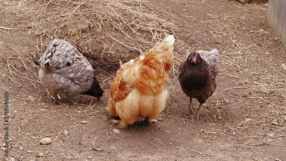 Chickens pecking feed in free range on barnyard at poultry farm. Fluffy ...