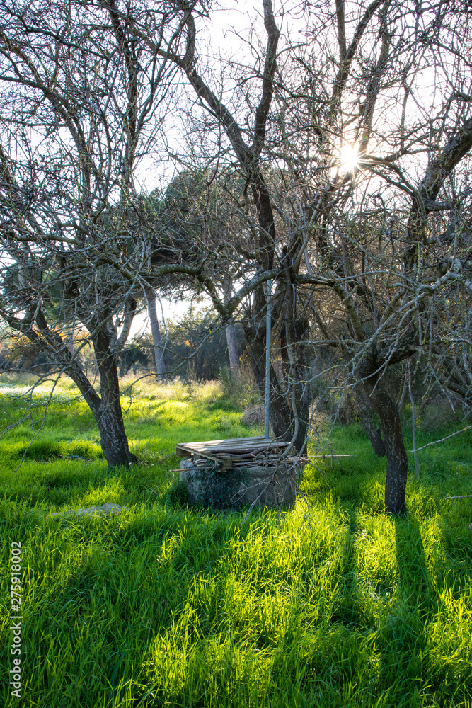 Old water well on green field with flowers under tree without leaves on ...
