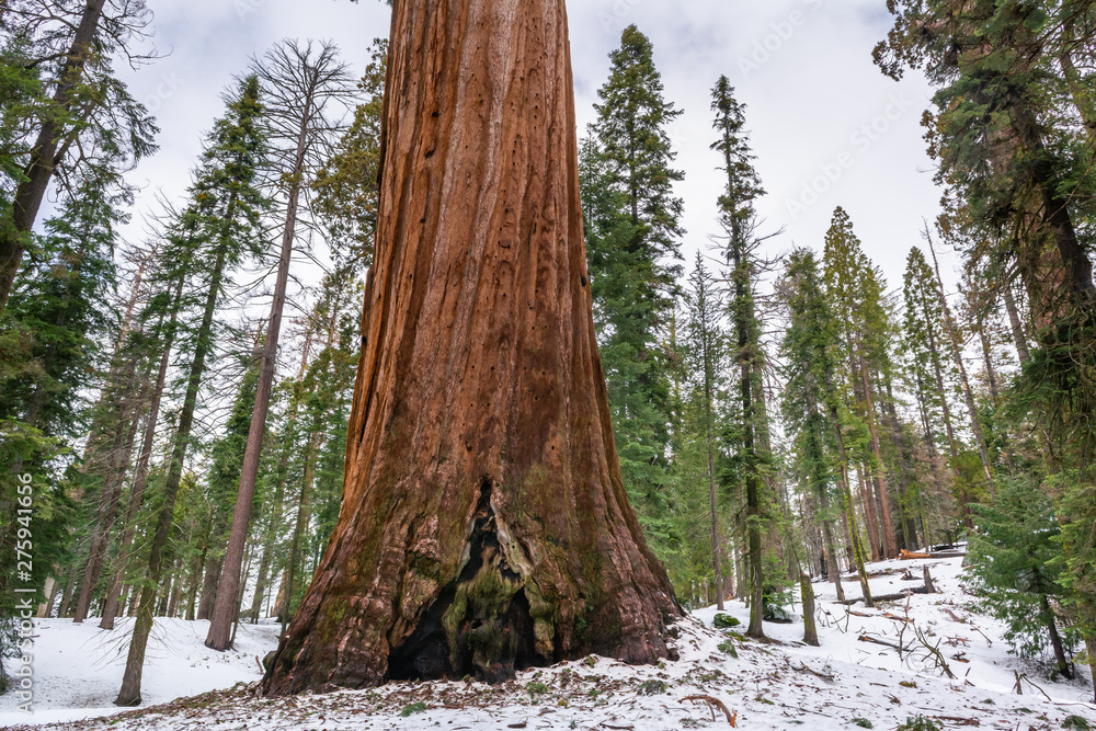 Foto de Sequoia National Park in California. The park is notable for ...