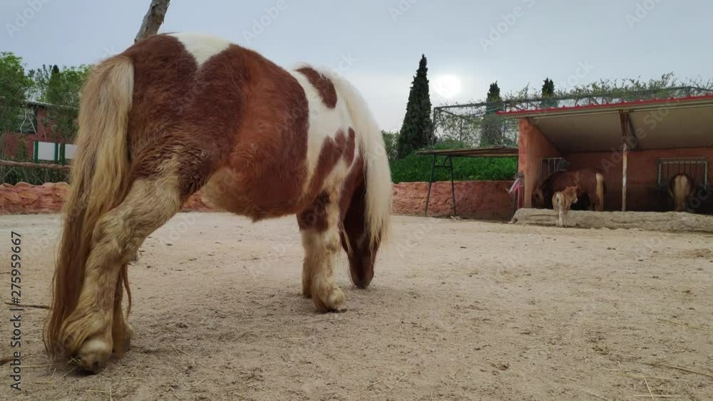 Falabella miniature horse is one of the smallest breeds of horse in the ...