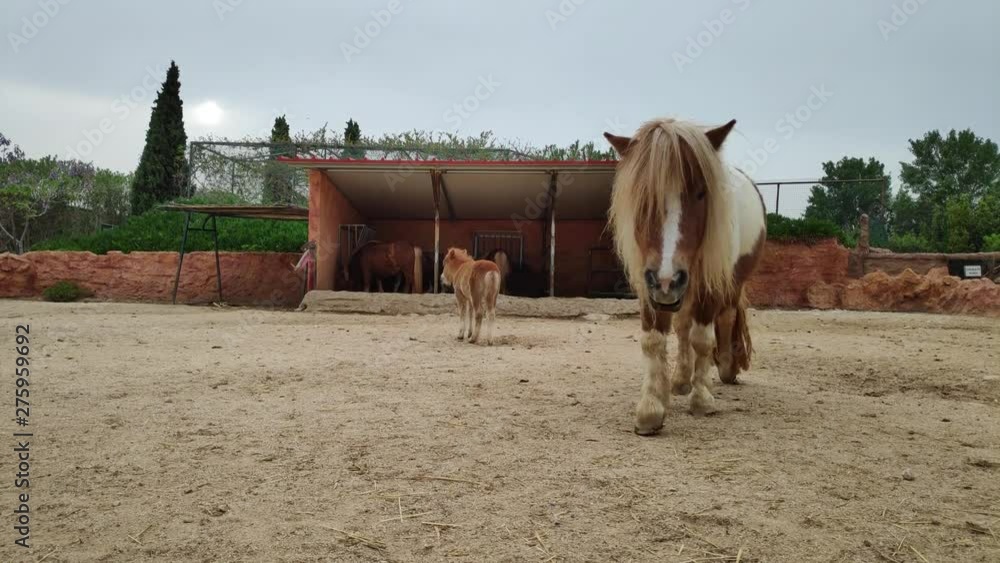 Falabella miniature horse is one of the smallest breeds of horse in the ...
