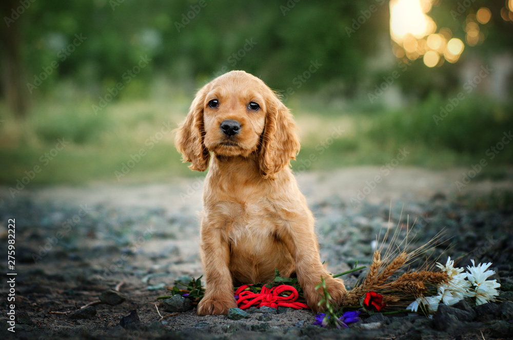 Red Cocker Spaniel Puppies