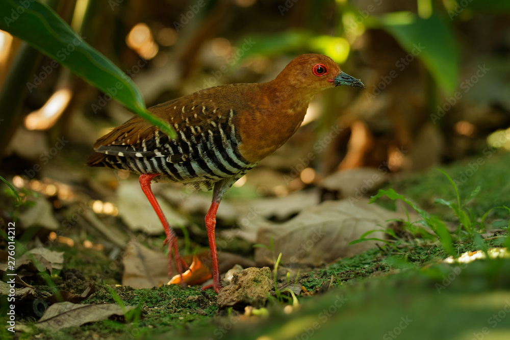 Red-legged Crake - Rallina fasciata is a waterbird in the rail and ...