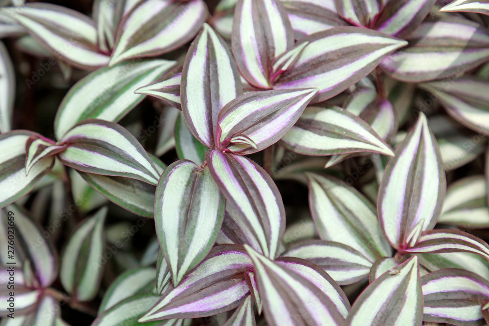 wandering jew in the botanical garden Stock Photo | Adobe Stock