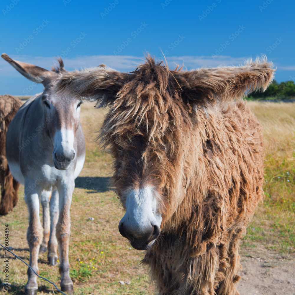 Famous donkeys on Ile de Re Stock Photo | Adobe Stock