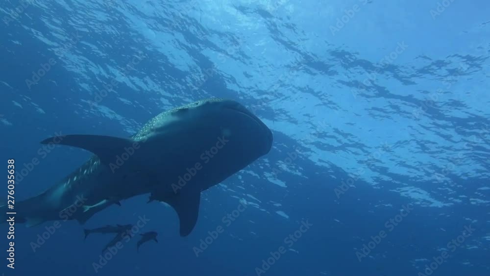 Beautiful underside low angle view of large endangered whale shark ...