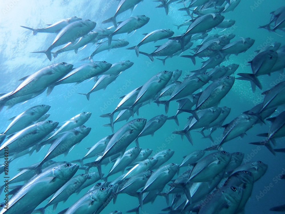 Closeup with school of Black jack, black trevally, black kingfish, coal ...