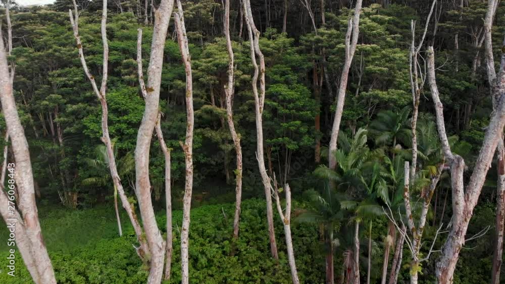 poisoned albizia trees all around as the drone flies through the dead ...